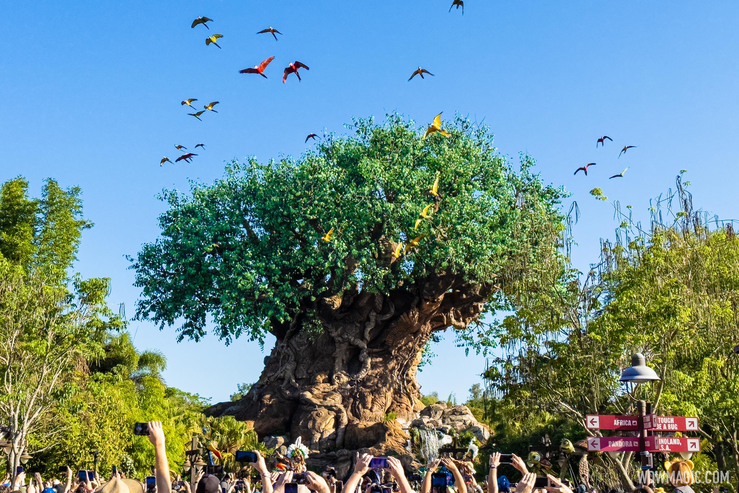 Disney's Animal Kingdom 25th anniversary - Photo 9 of 11