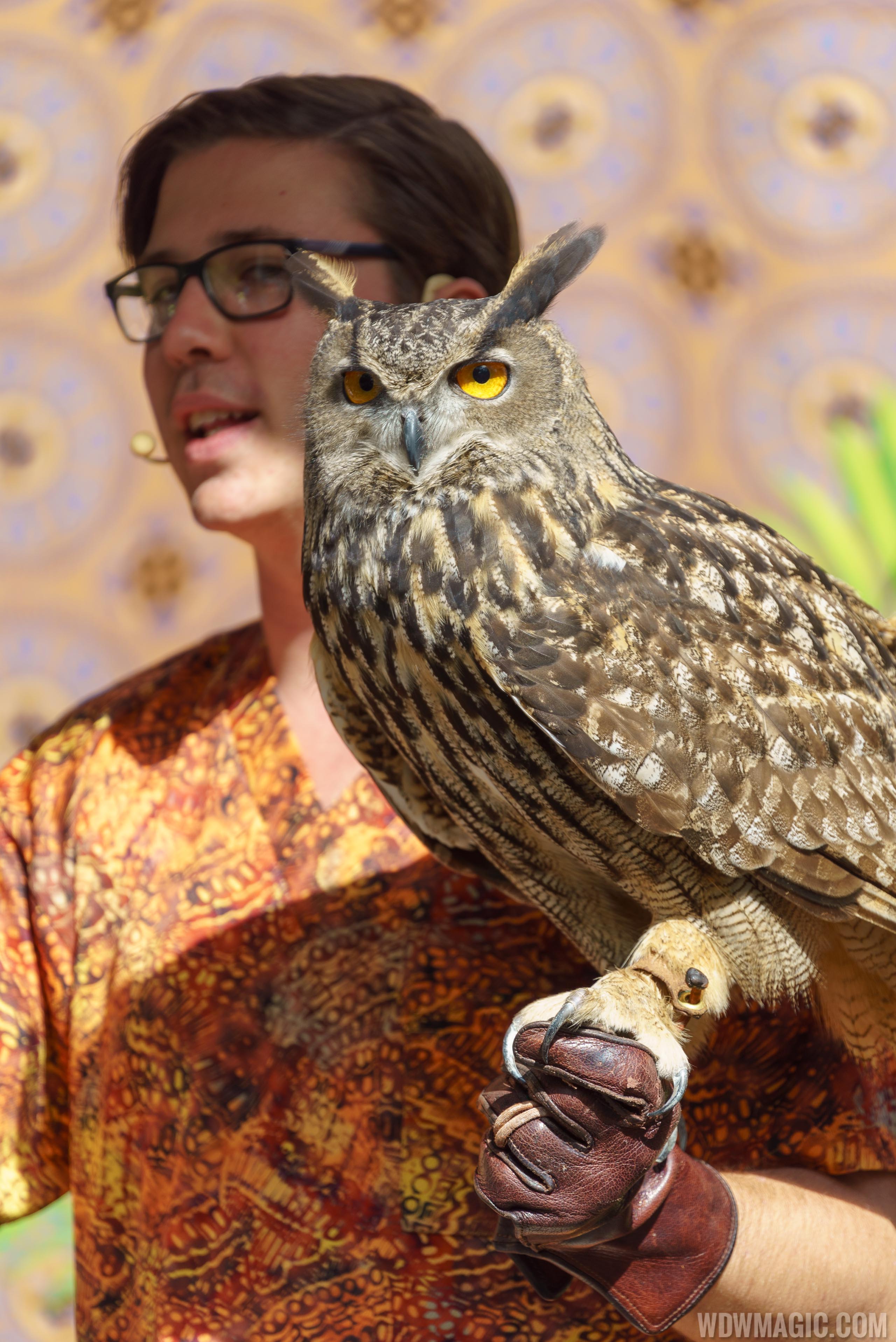 Flights of Wonder bird shows expand to other areas of Disney's Animal ...