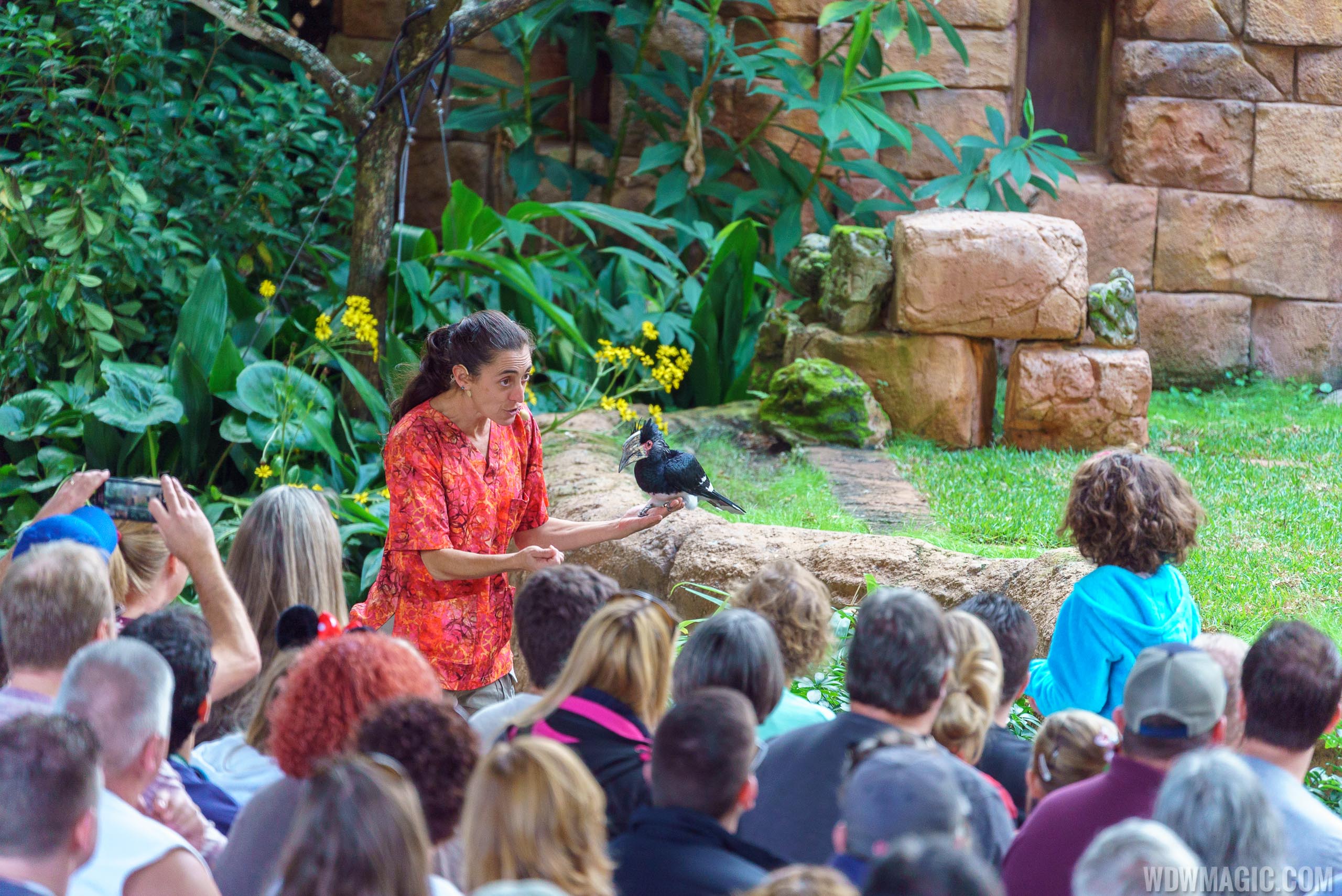 Flights of Wonder bird shows expand to other areas of Disney's Animal ...