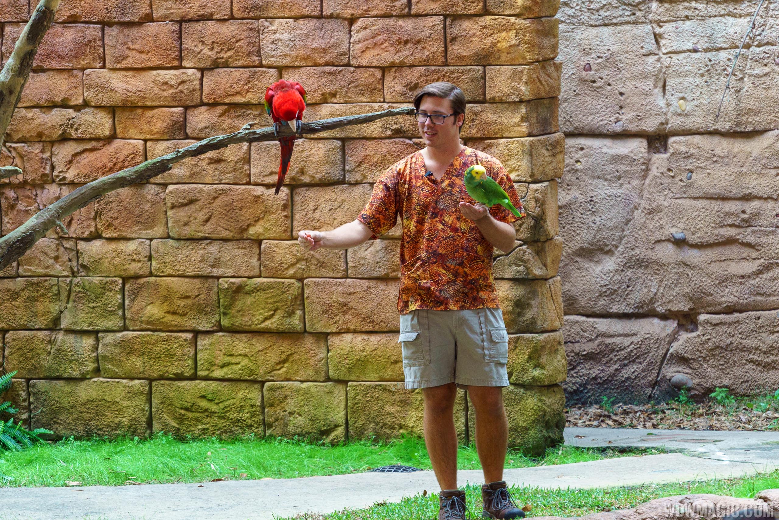 Flights of Wonder bird shows expand to other areas of Disney's Animal ...