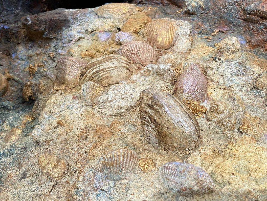 Walt Disney Imagineering shares new closeup views of Journey of Water ...