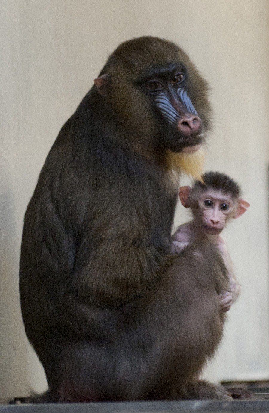Male baby mandrill born at Disney's Animal Kingdom - Photo 1 of 1