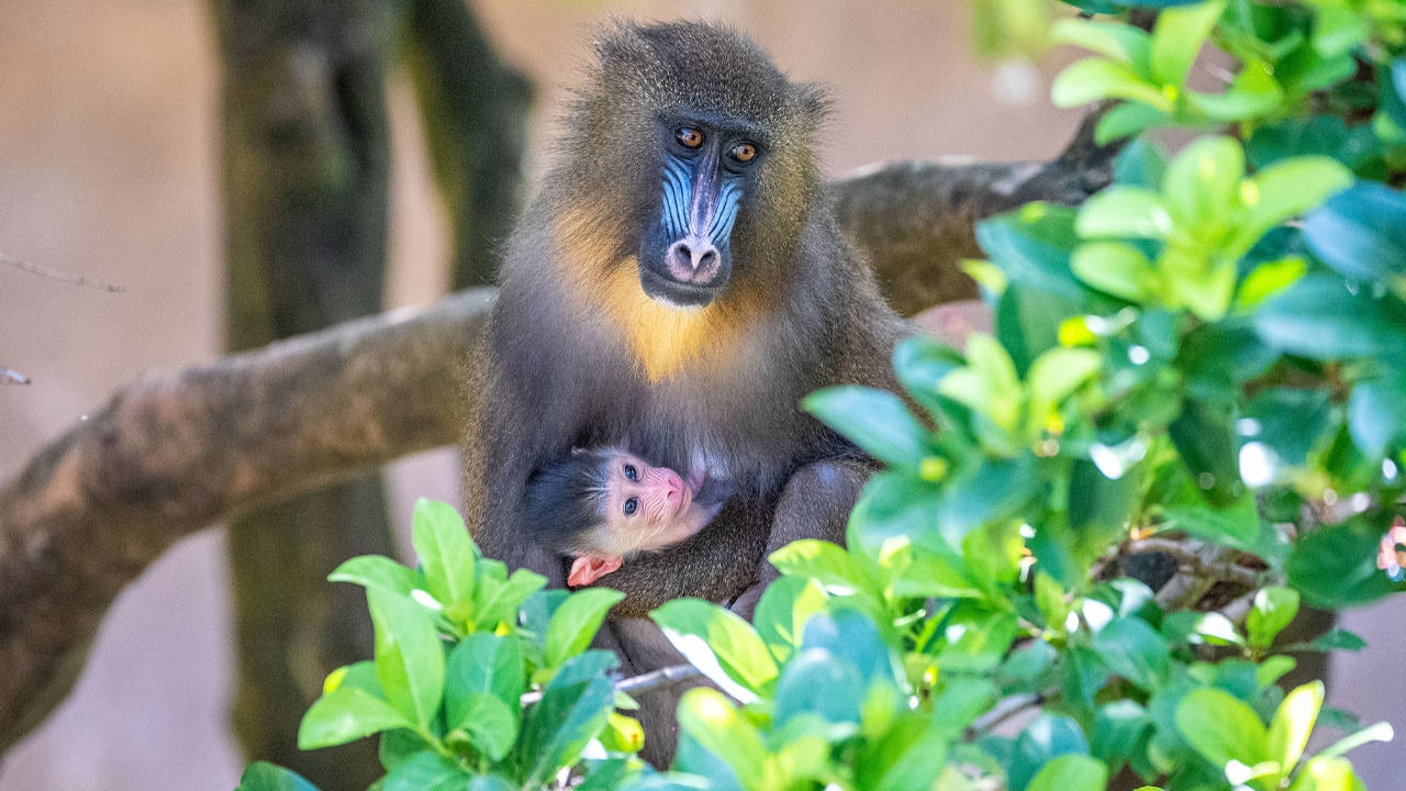 Baby Mandrill Monkey born at Disney's Animal Kingdom