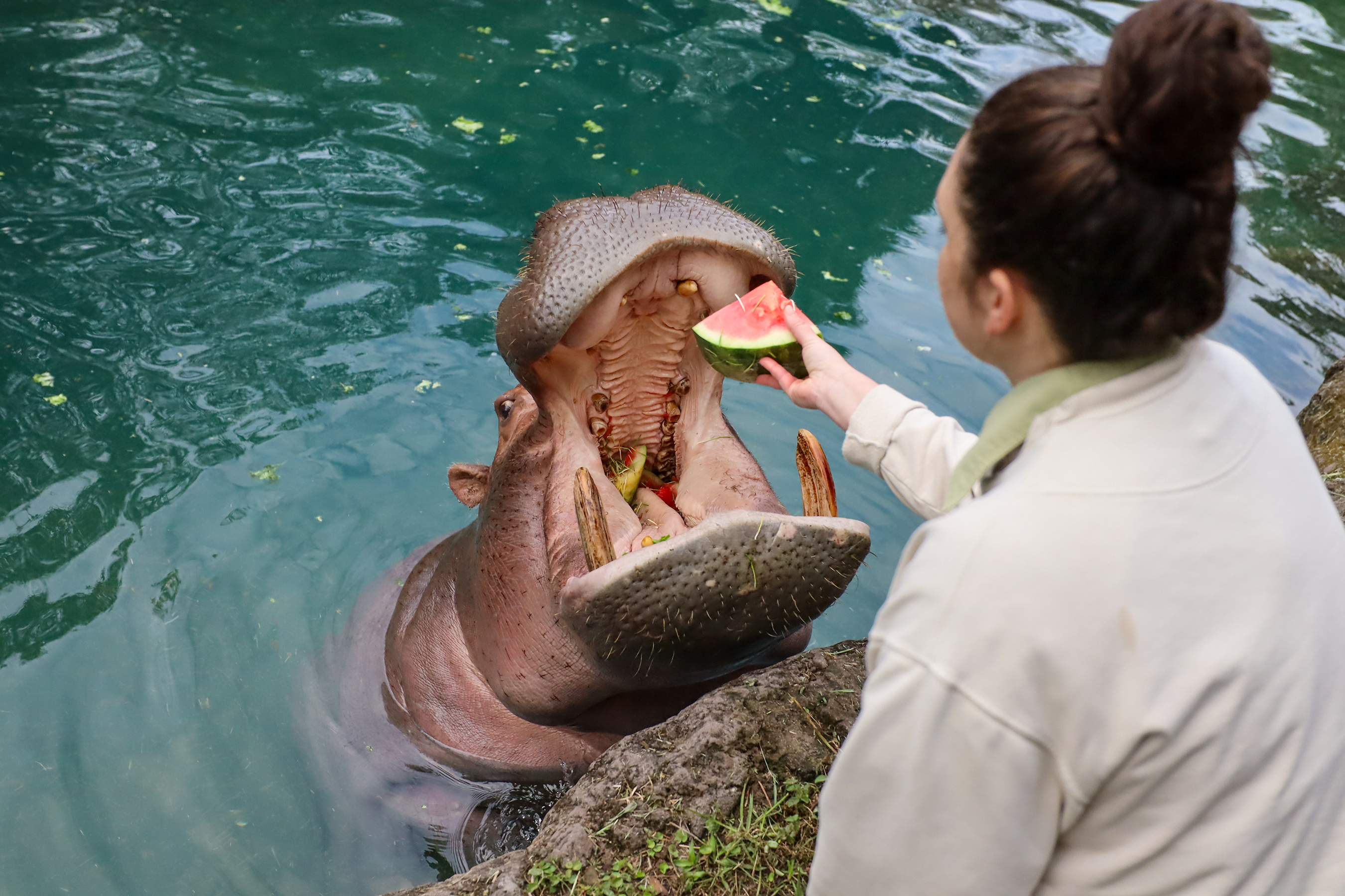 Hippo 50th Birthday Celebration at Disney's Animal Kingdom - Photo 2 of 3