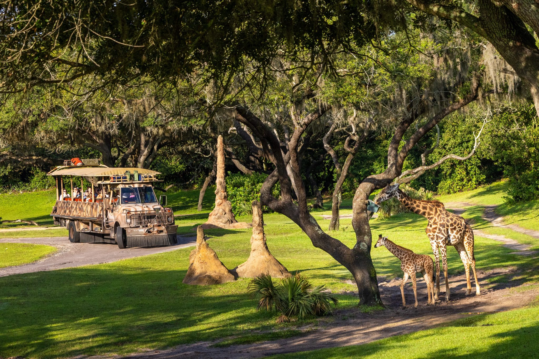 Baby Giraffe Ivy Makes Her Kilimanjaro Safaris Debut at Disney's Animal ...