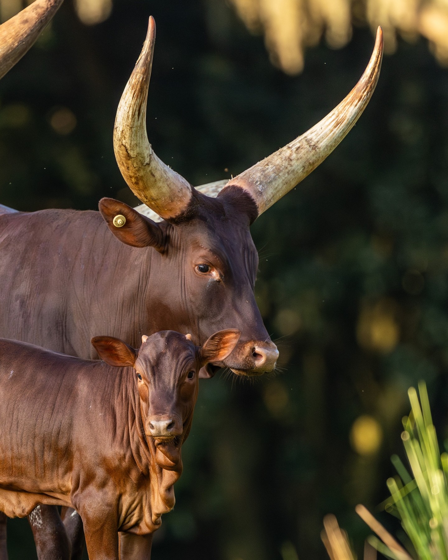 Cinnamon the Ankole Calf — Disney's Animal Kingdom's Newest Resident ...