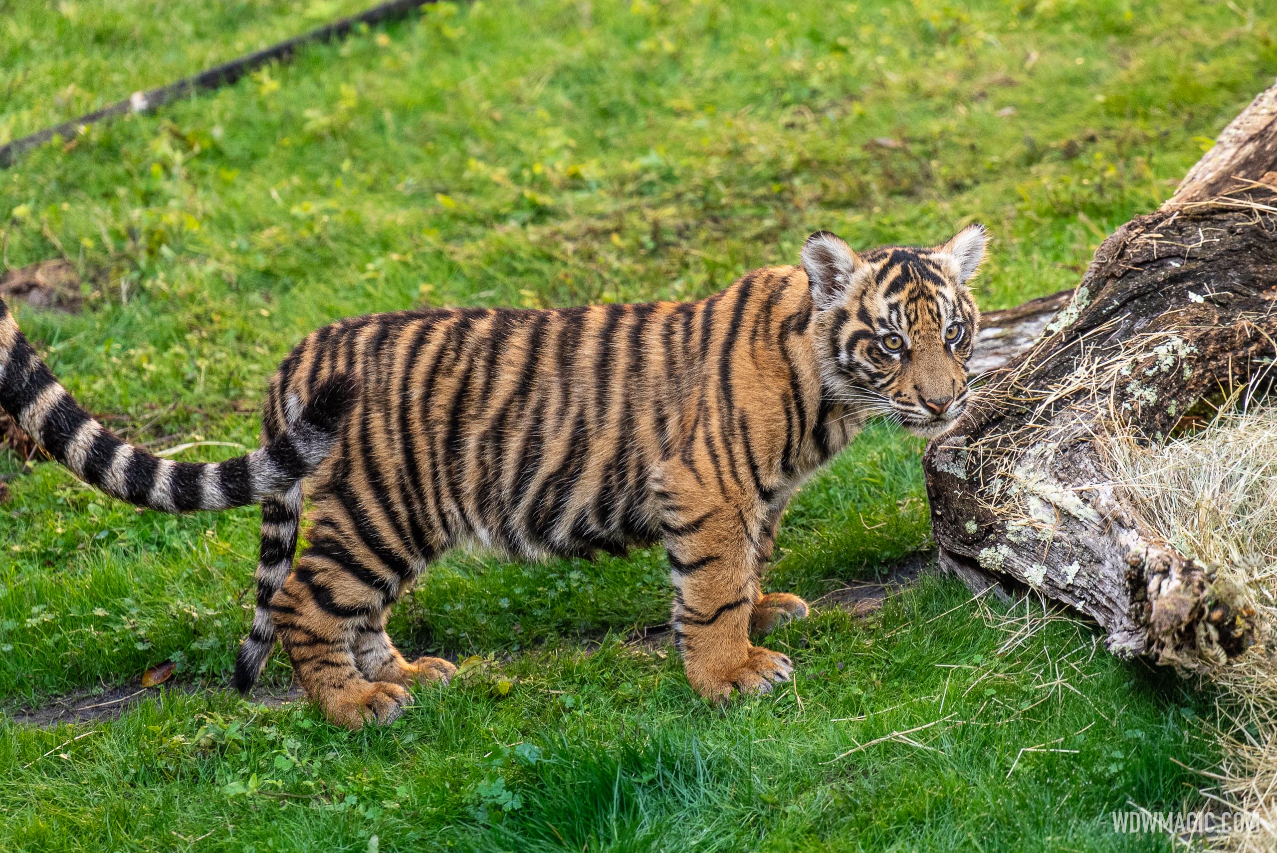 Bakso the Sumatran Tiger Cub - 4 Months - Photo 3 of 14