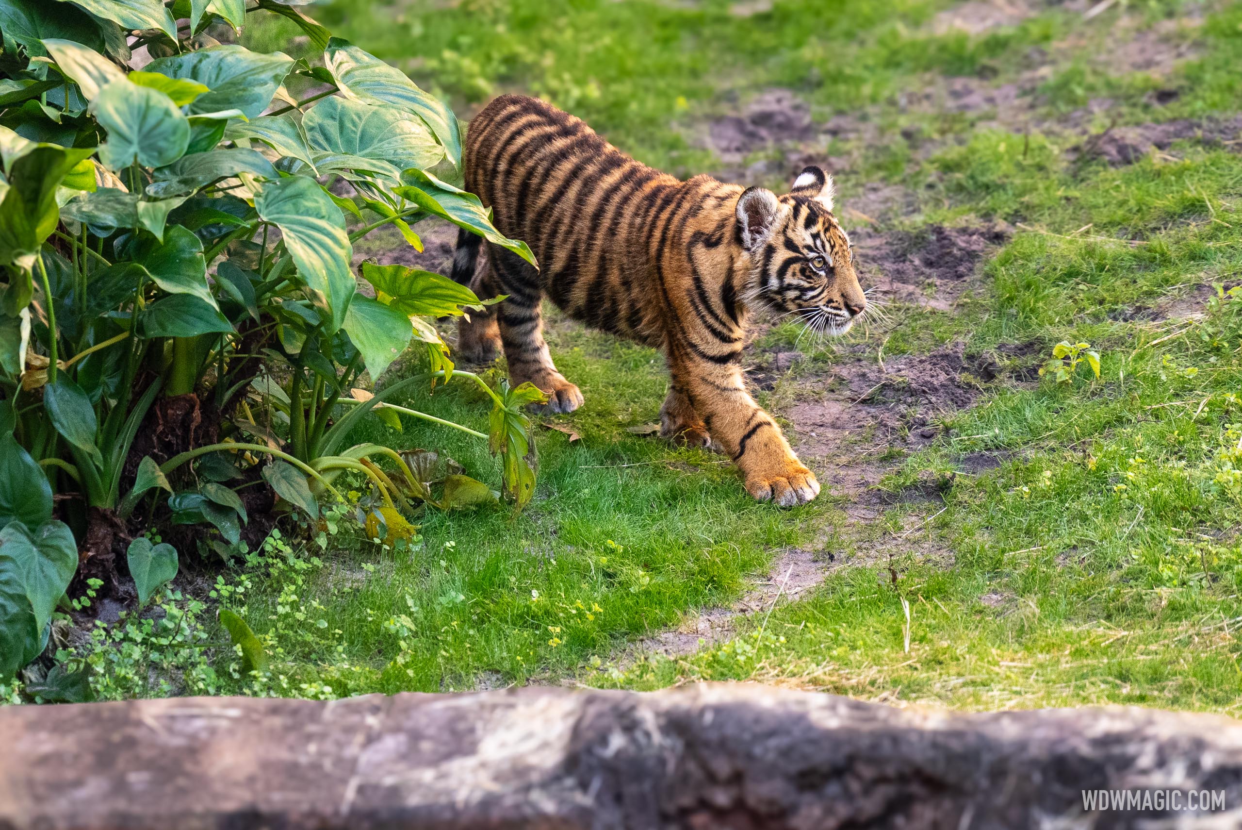 Bakso the Sumatran Tiger Cub - 4 Months - Photo 6 of 14