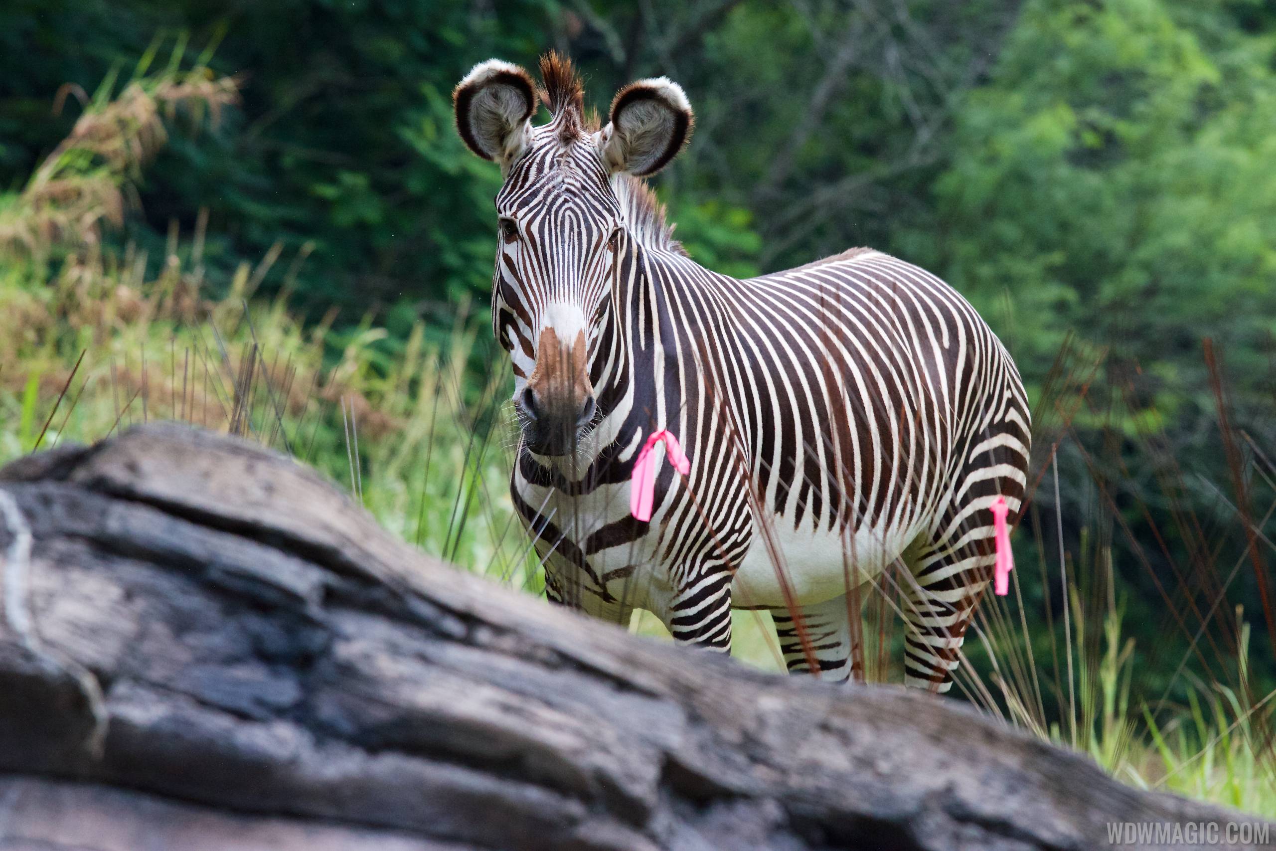 PHOTOS - Grevy's zebra joins Pangani Forest Exploration Trail