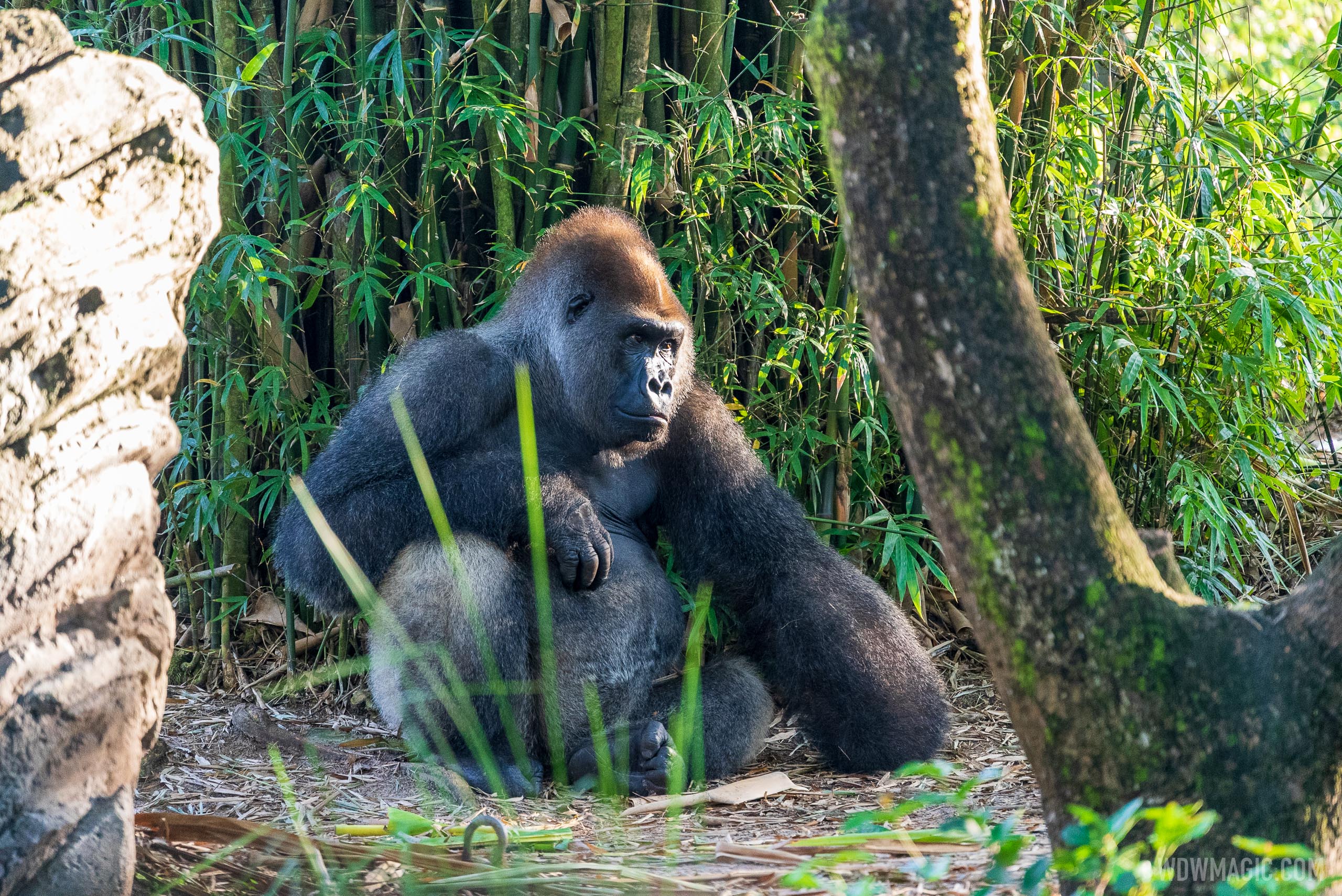 Gorilla Falls Exploration Trail