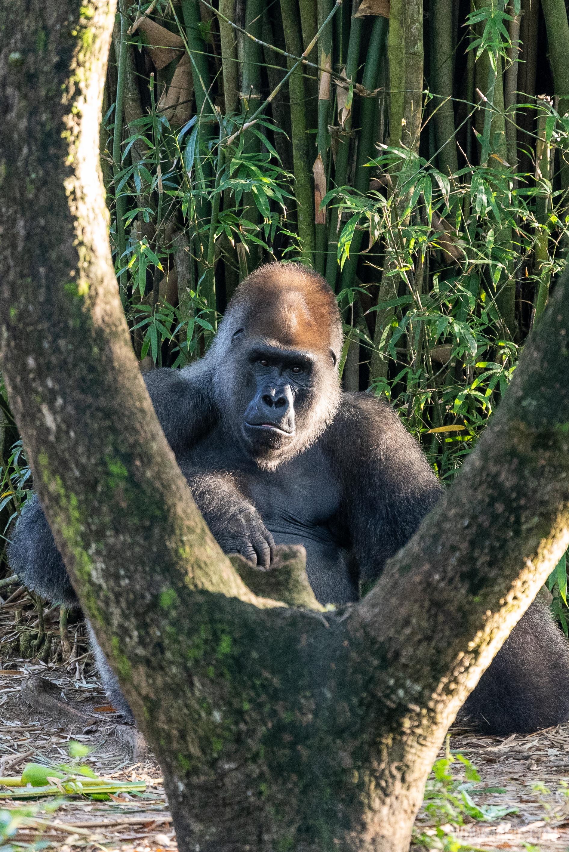 Pangani Forest Exploration Trail overview - Photo 3 of 9