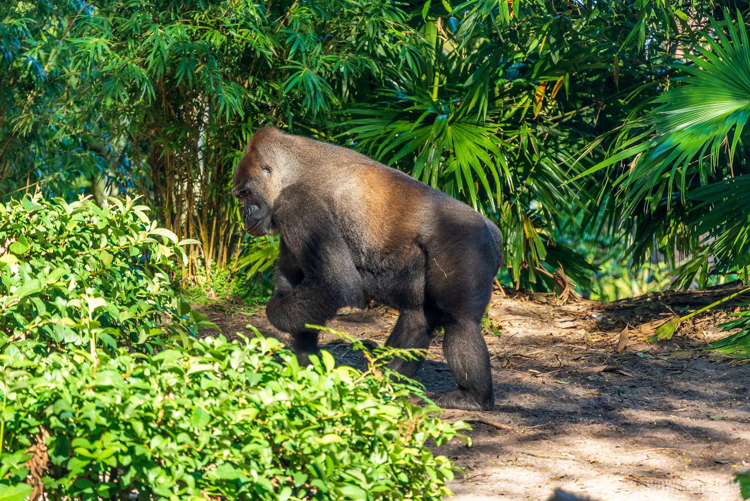 Pangani Forest Exploration Trail