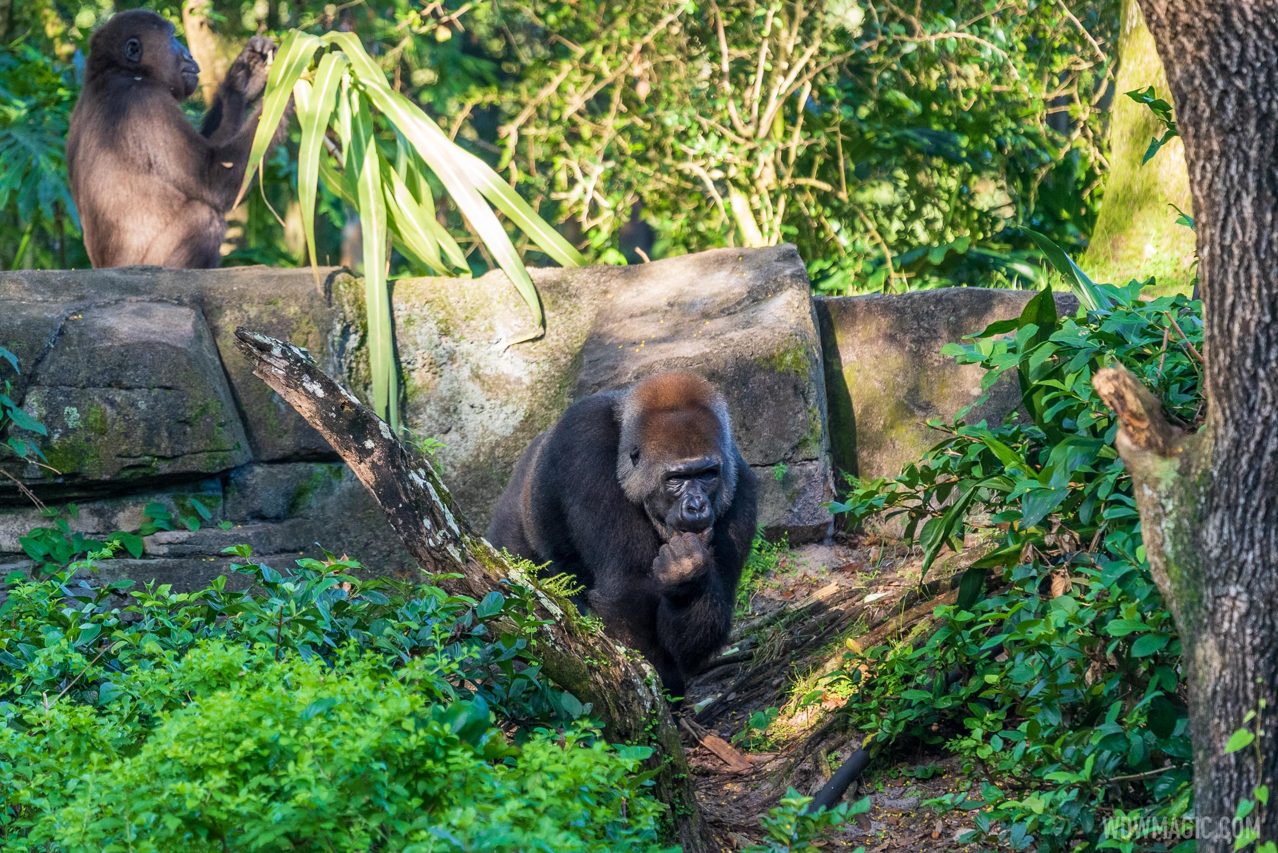 Pangani Forest Exploration Trail returning to its original name