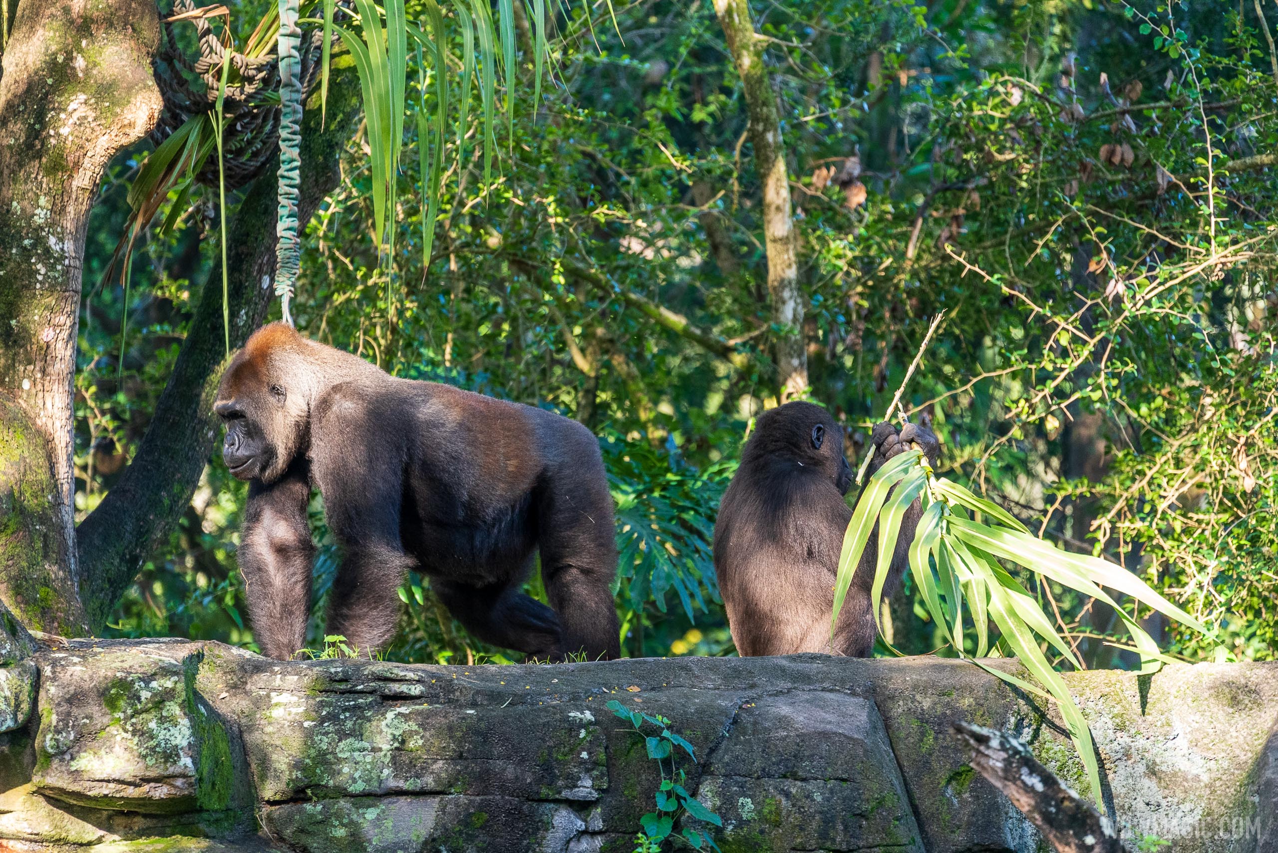 Pangani Forest Exploration Trail returning to its original name
