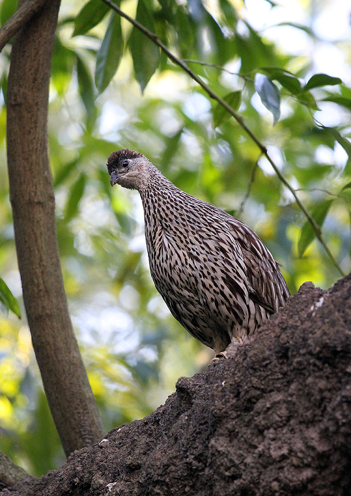 Aviary - Photo 1 of 4