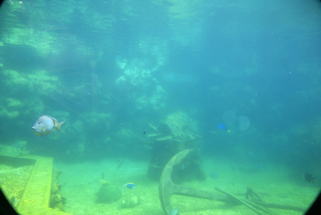 Shark Reef underwater viewing area - Photo 6 of 6