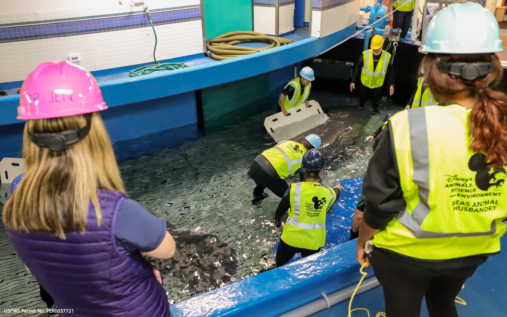 New Manatee Residents at EPCOT's Seas with Nemo and Friends - Photo 2 of 5