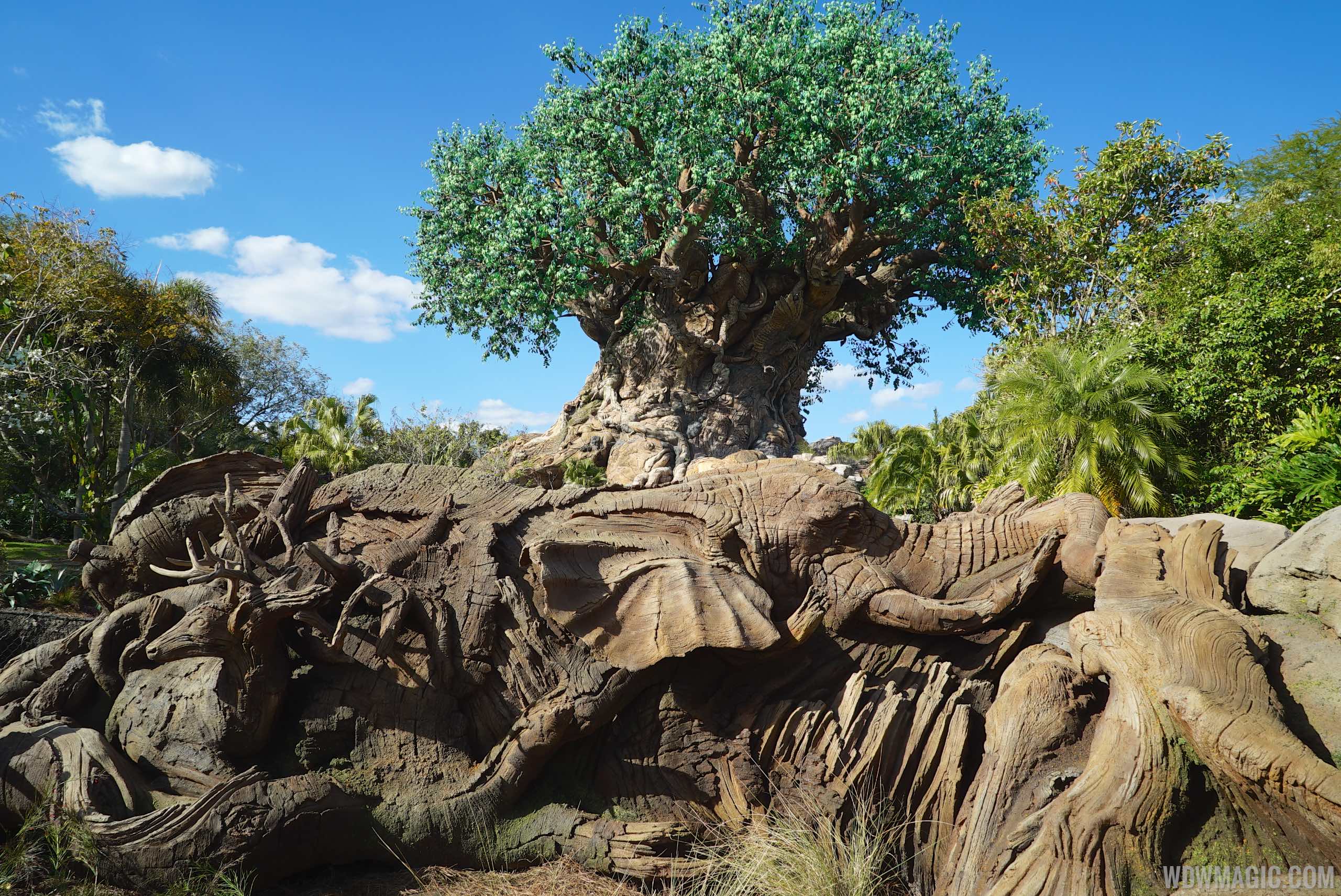 New roots at the Tree of Life - Photo 5 of 6
