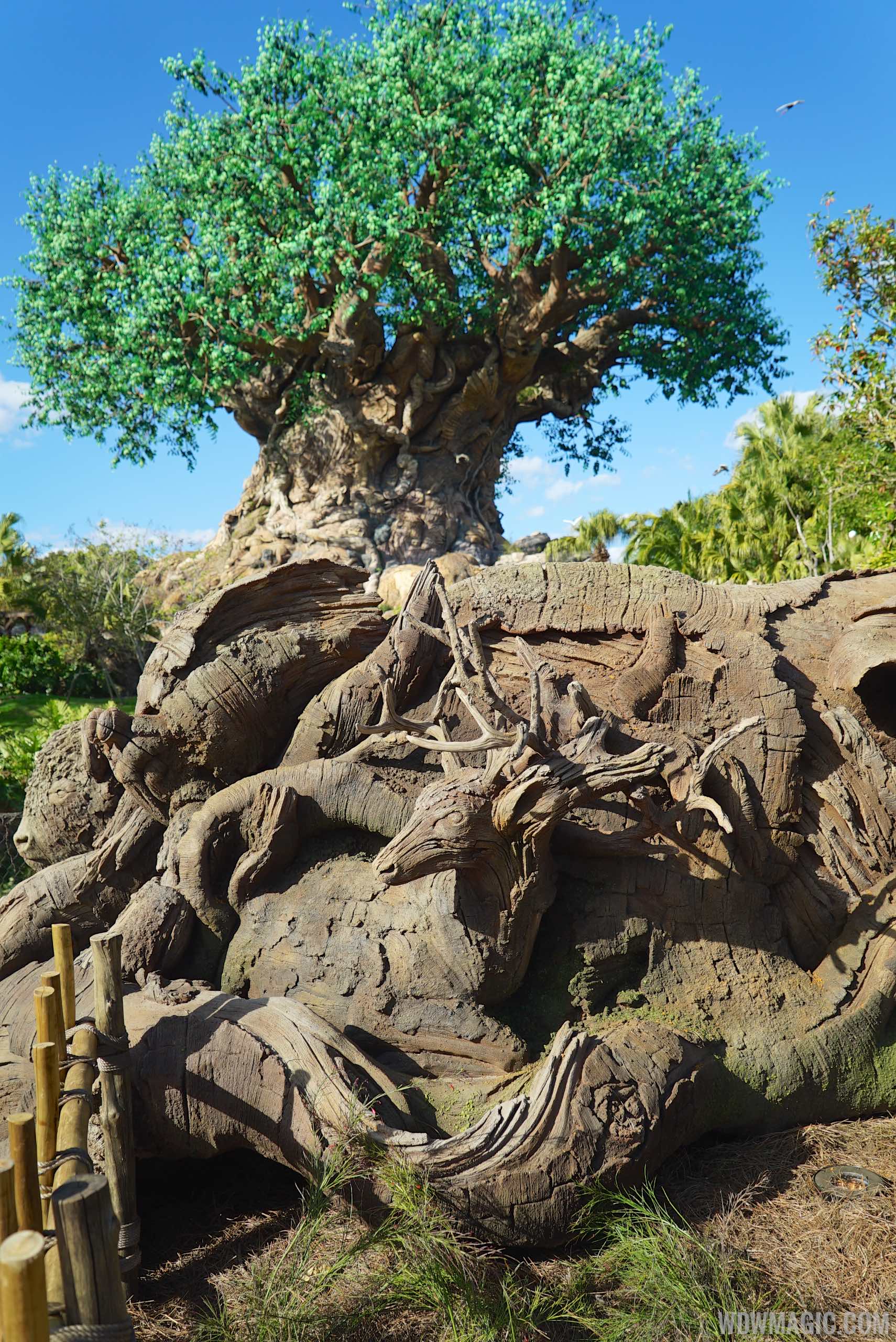 New roots at the Tree of Life - Photo 6 of 6