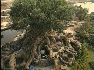 Tree of Life construction - Photo 2 of 7