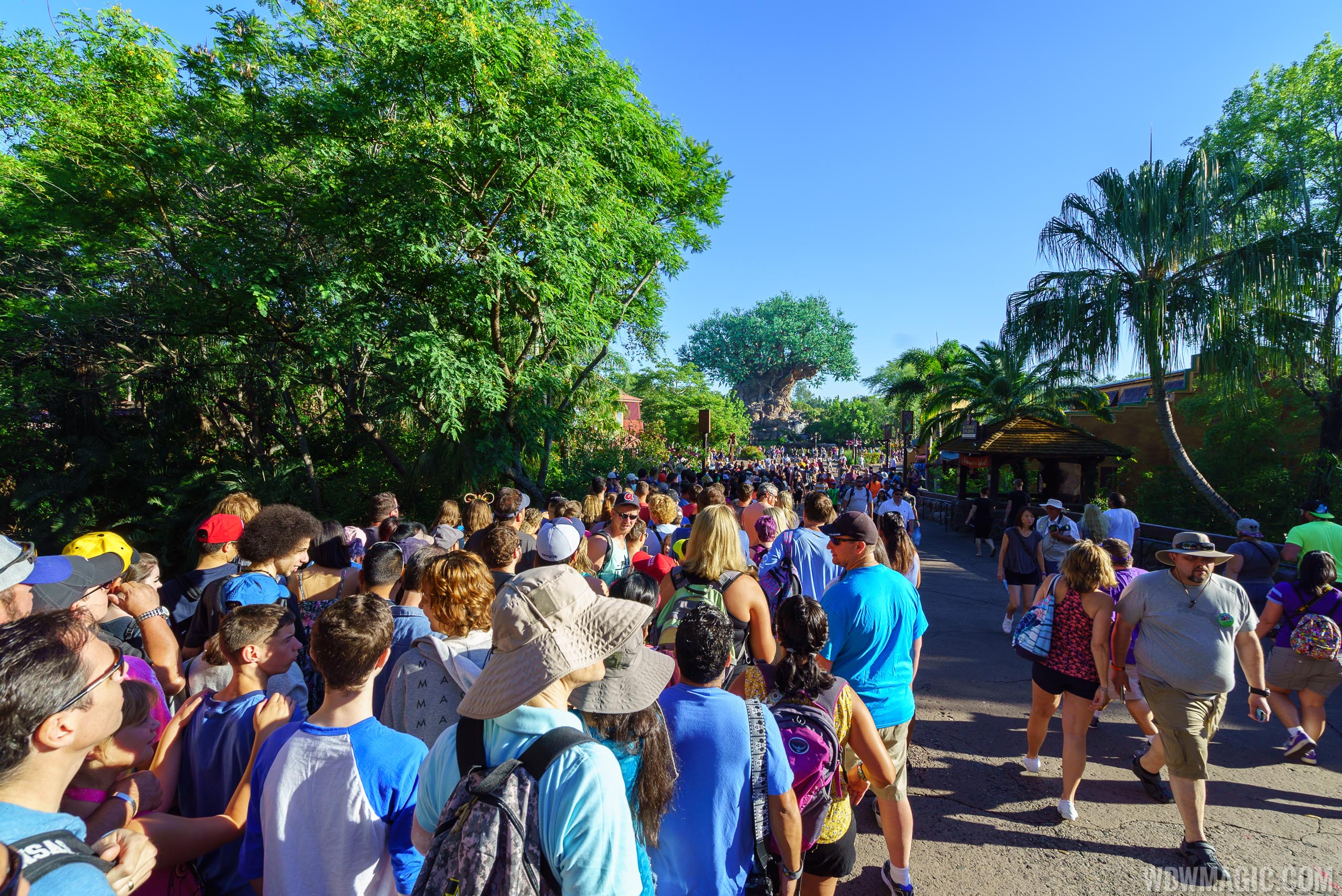Opening day crowds at Pandora - The World of Avatar - Photo 5 of 13