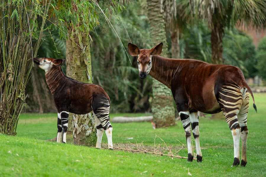Beni, a rare, endangered Okapi Calf takes to the savanna at Disney's ...