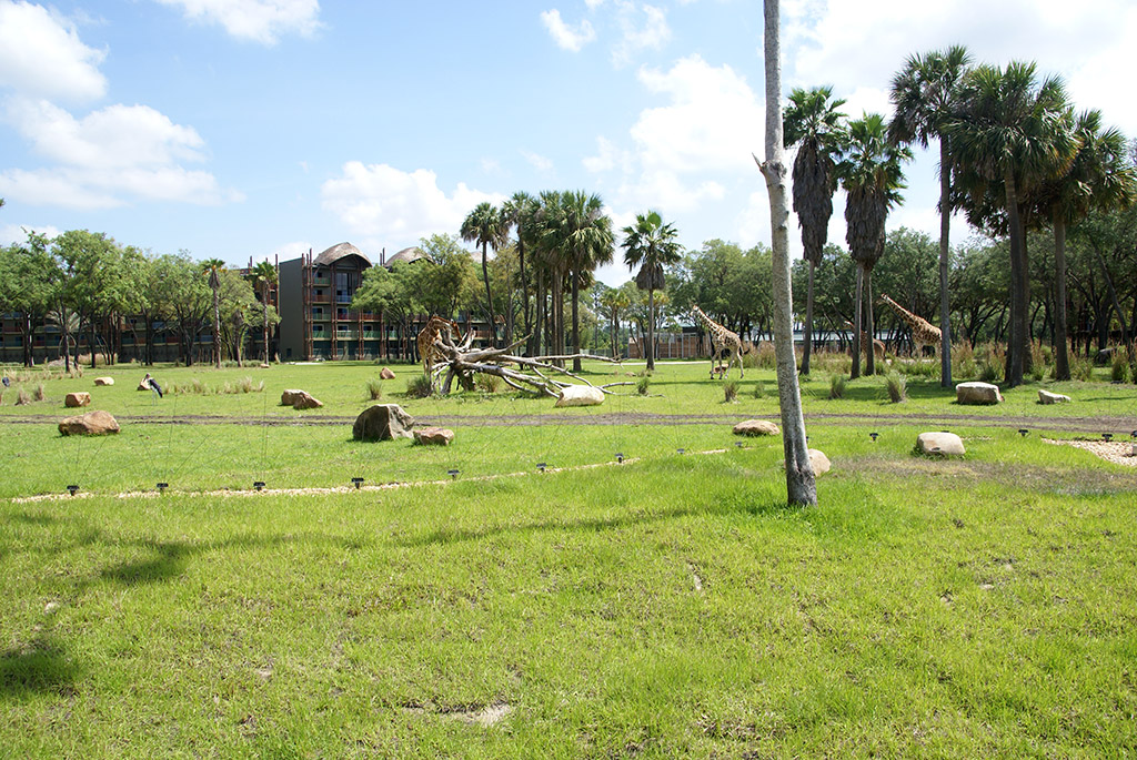 Kidani Village Sunset Savannah overlook