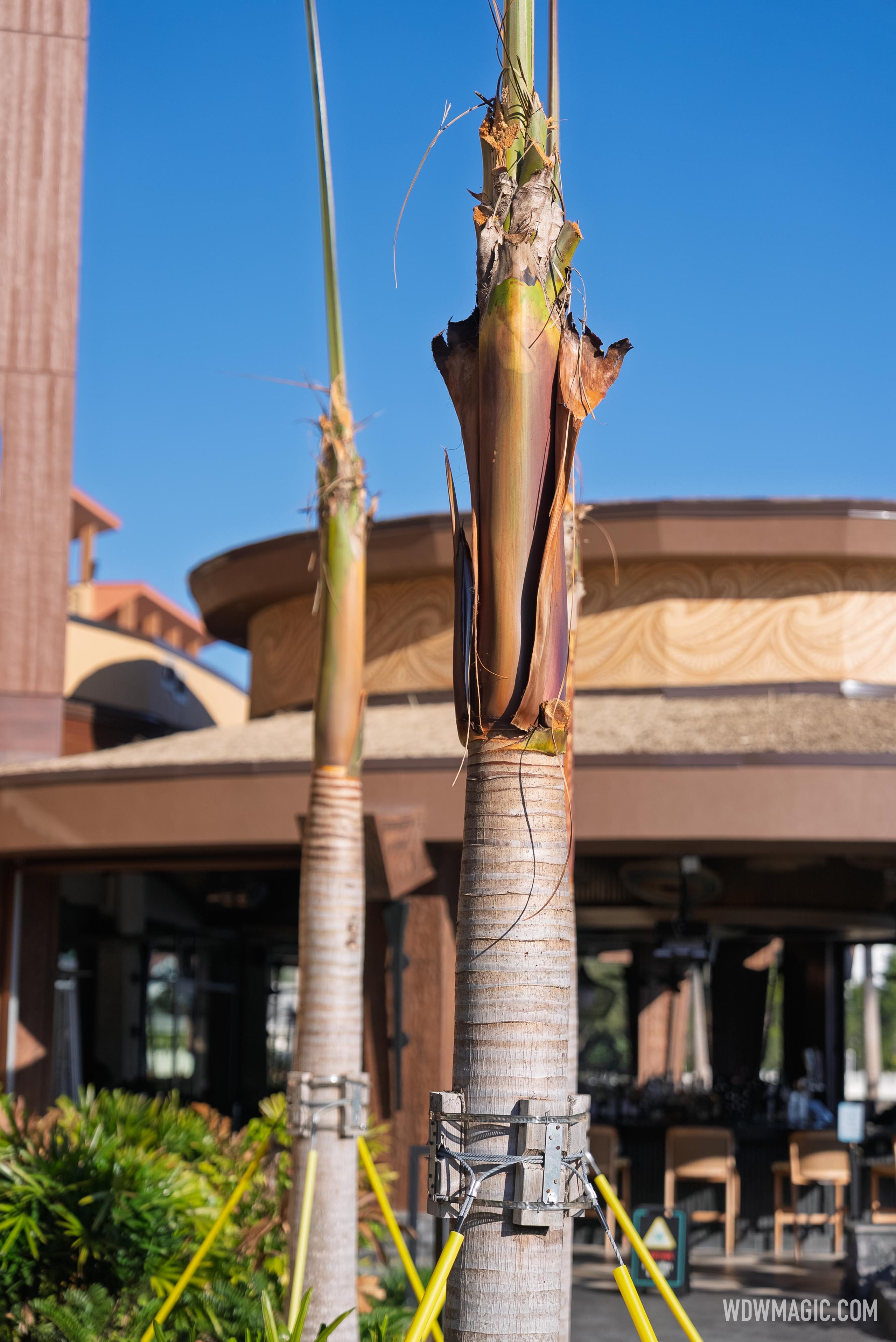 Disney World Freeze Damage: Landscaping Cleanup Underway - February ...