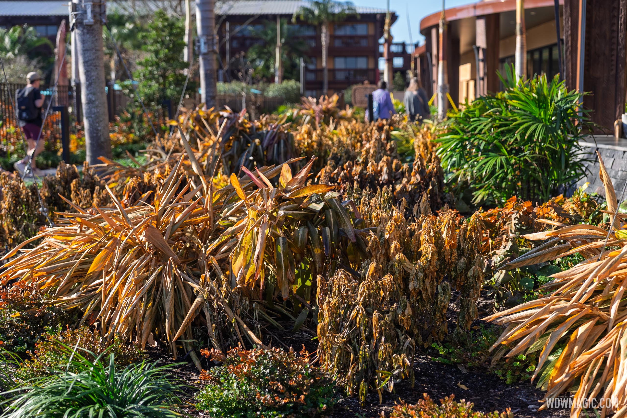 Disney World Freeze Damage: Landscaping Cleanup Underway - February ...