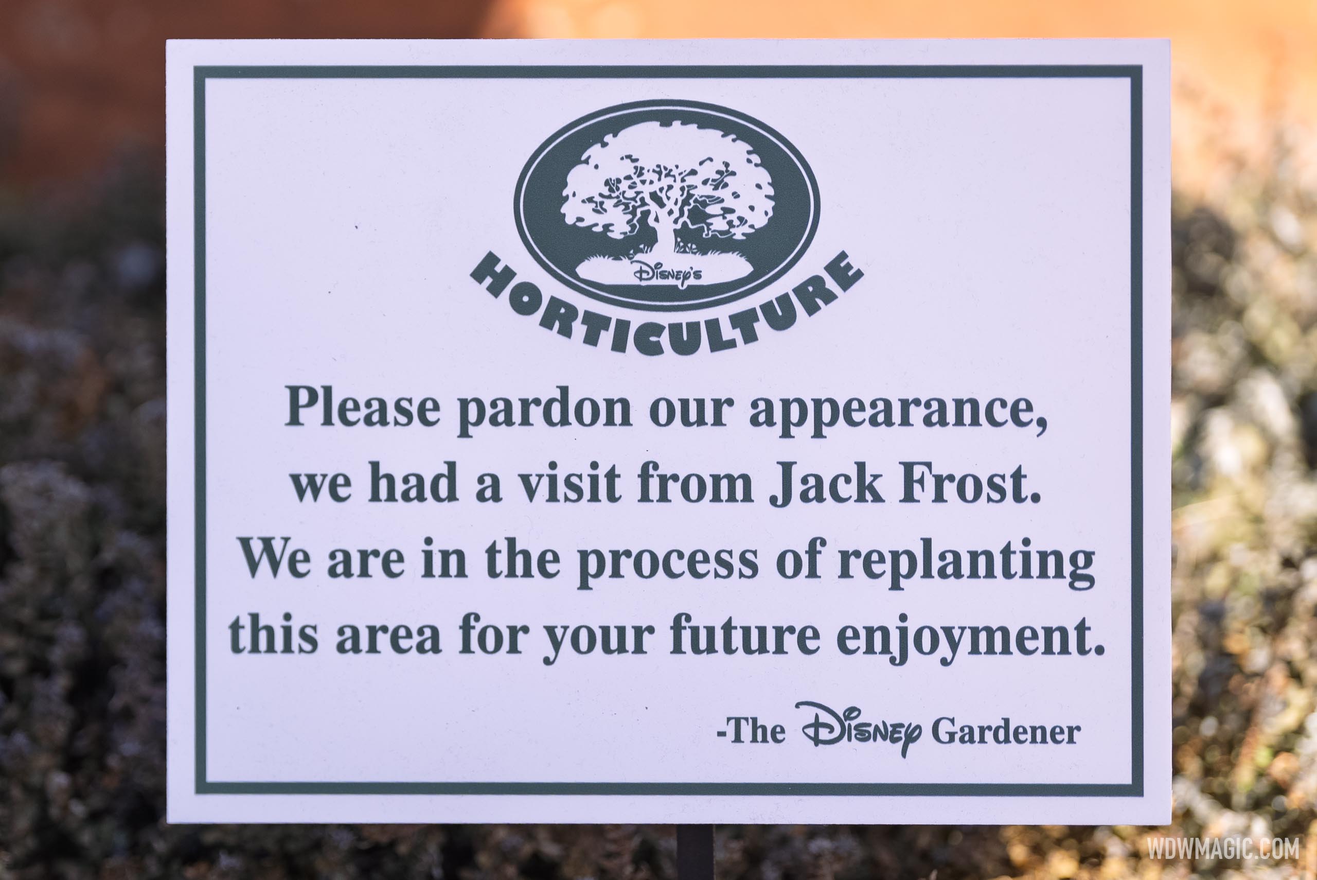Disney World Freeze Damage: Landscaping Cleanup Underway - February ...